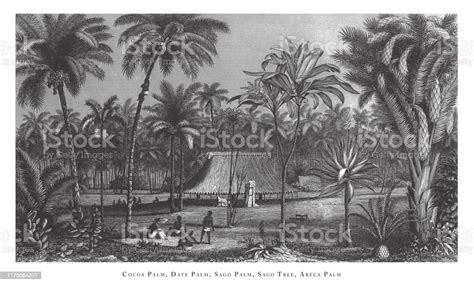 Cocoa Palm Date Palm Sago Palm Sago Tree Areca Palm Habitat Grouping