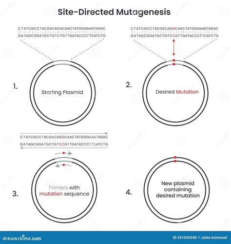 Site Directed Mutagenesis Vector Illustration Infographic Stock Vector