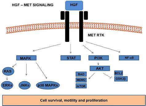 Hgf Met Signaling Pathway With Its Downstream Effector Components