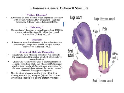 Ribosomes Structure And Function A Molecular Biology Presentation
