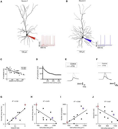 Whole Neuron Synaptic Mapping Reveals Spatially Precise Excitatory