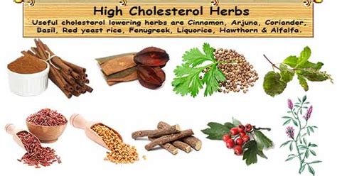 High Cholesterol Herbal Treatments 9 Herbs For High Cholesterol