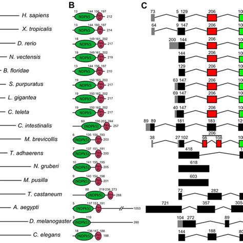 Phylogenetic Tree Protein Domains And Exon Intron Structure Of Nme5