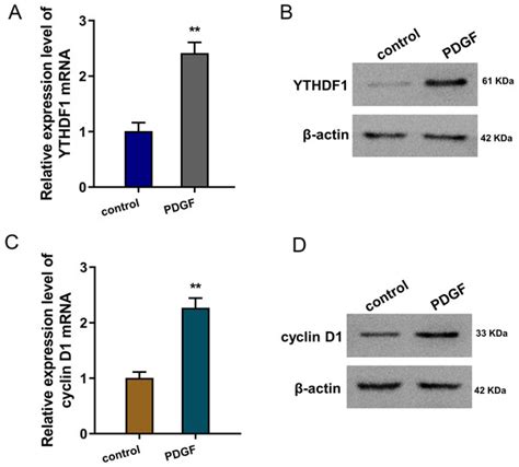 N6 Methyladenosine Reader Ythdf1 Regulates The Proliferation And