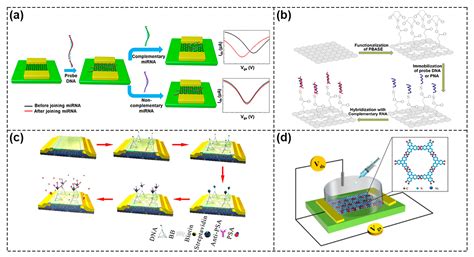 Biosensors Free Full Text Recent Advances In Field Effect