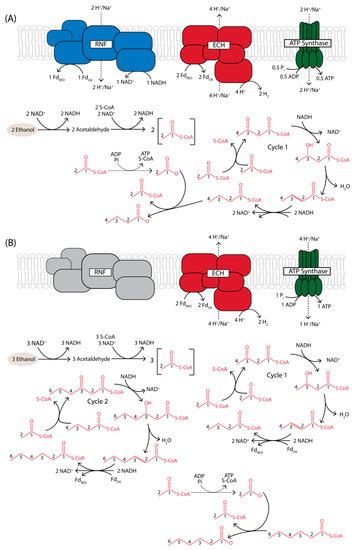 Processes Special Issue Advances In Microbial Fermentation Processes