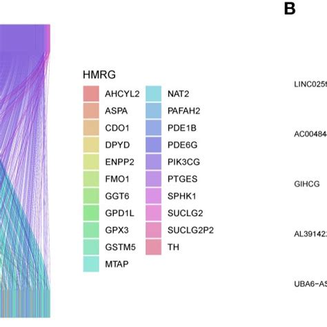 Screening Of Prognosis Related Lncrna A Co Expression Network