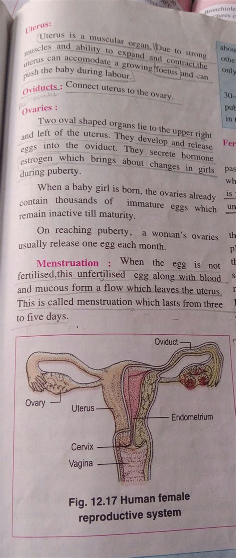 Draw A Sectional View Of Human Female Reproductive System And Label The