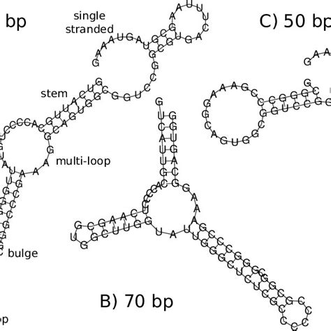 2 Examples Of Rna Secondary Structure In The Form Of Secondary