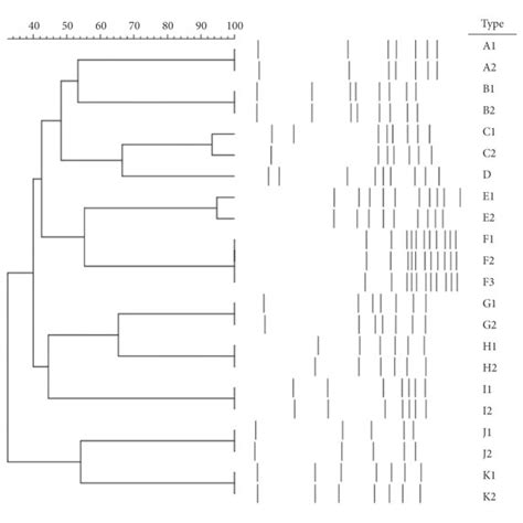 Dendrogram Showing Pfge Types And Their Correlations Between Isolated