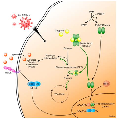Viruses Free Full Text Sars Cov 2 Causes Lung Inflammation Through