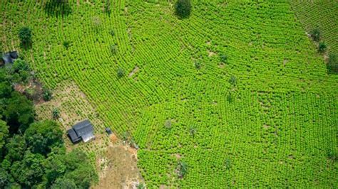 Producción De Cocaína En Colombia Alcanzó Niveles Récord