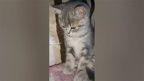 Beautifull Kitten Bella Youtube