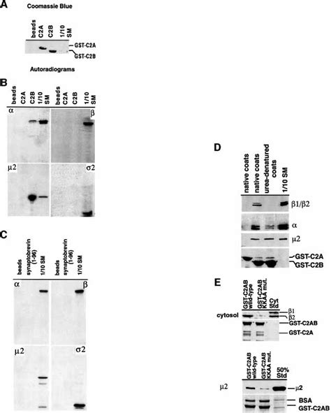Dual Interaction Of Synaptotagmin With μ2‐ And α‐adaptin Facilitates