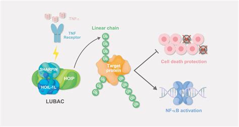 Molecular And Cellular Physiology