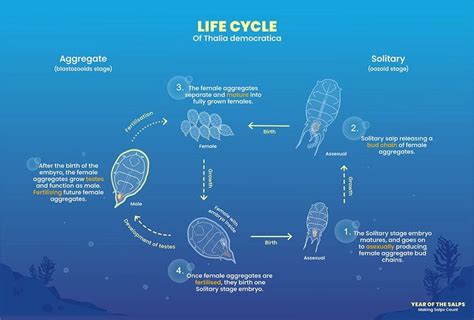 salps a surprising jelly like relative rnz