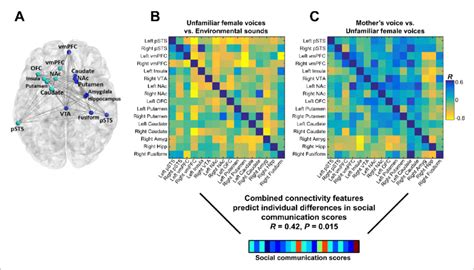 Functional Connectivity In The Extended Voice Selective Network And