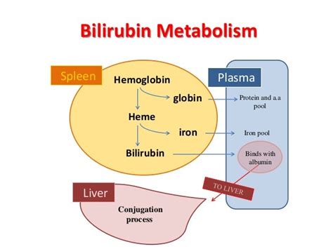 liver function test