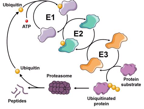 Ubiquitin Proteasome System Lifesensors