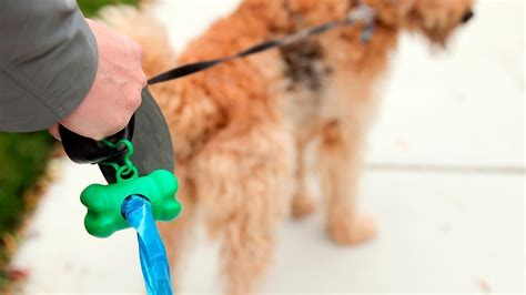 No Usar Bolsas Heces Perro Adiós A Las Bolistas De Caca De Los Perros