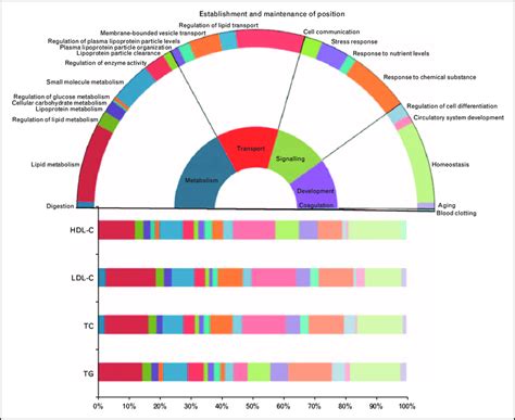 Diagrammatic Representation Of The Enrichment Of Gene Ontology Terms