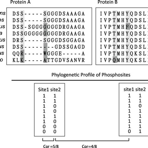 Diagram Of Phosphosite Phylogenetic Profile Generation And Profile