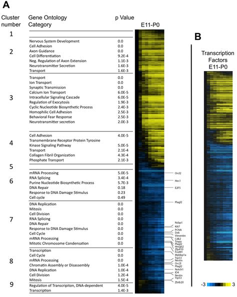 Transcription Factors Expressed In Olfactory Bulb Local Progenitor