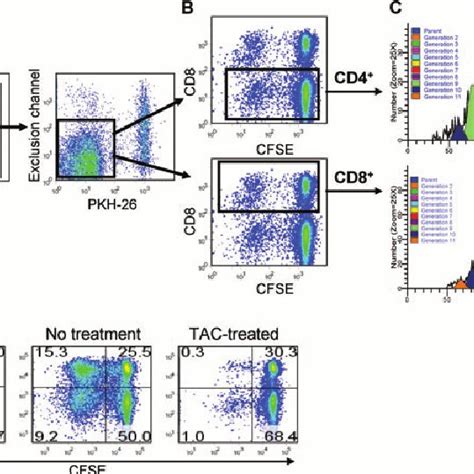 Ebv Specific Cd8 T Cells Cross React With Human Alloantigens A