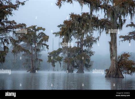 Usa Louisiana St Martins Parish Lake Martin Cypress Swamp Stock