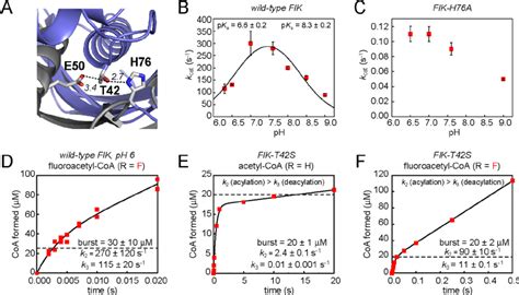 Steady State And Pre Steady State Kinetic Analysis To Investigate The