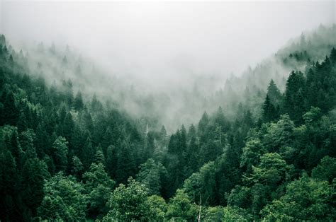 random forest overview a conceptual overview of the random… by