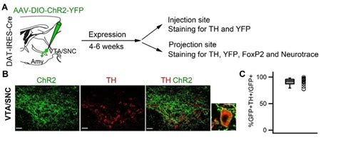 Figure Supplement 1 Specific Expression Of Chr2 Yfp In Dopaminergic