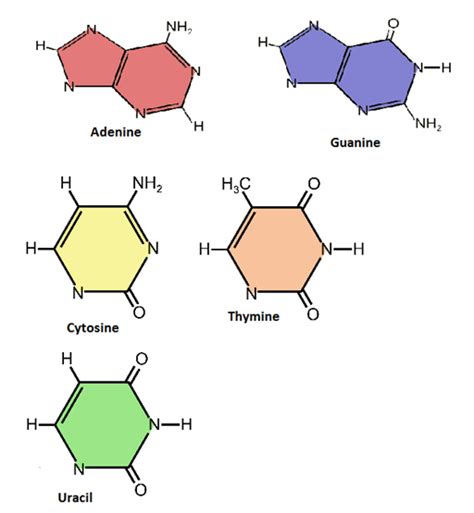 Nucleic Acid And Genetic Code Structure And The Functions