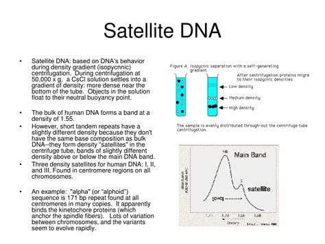 Ppt Genome Organization Powerpoint Presentation Free Download Id