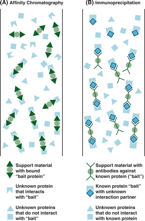 Affinity Chromatography Diagram