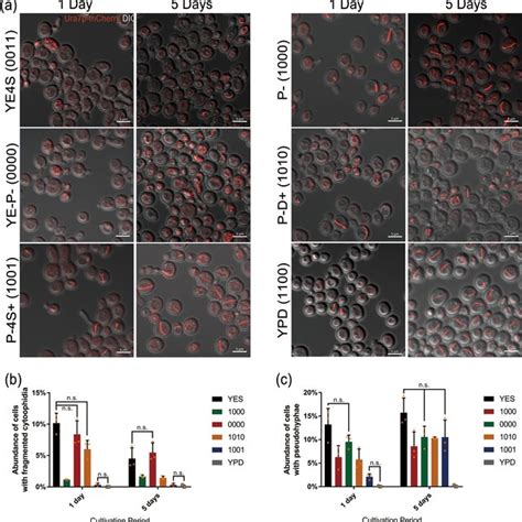 Low Yeast Extract Level Can Enhance The Induction Of Cytoophidium