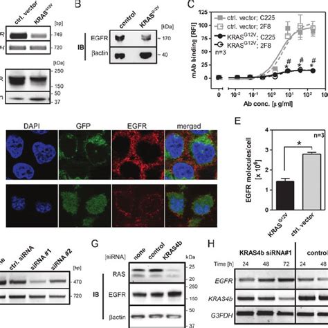 Rsk Inhibitors Suppress C Ebp Dna Binding A L Cells And 293t Cells