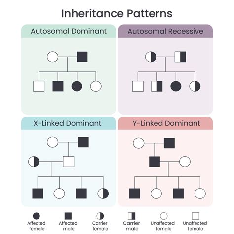 Patrones De Herencia Genética Infografía De Ilustración De Vector