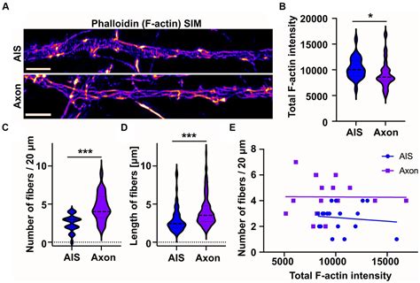 Frontiers Actin Polymerization And Longitudinal Actin Fibers In Axon