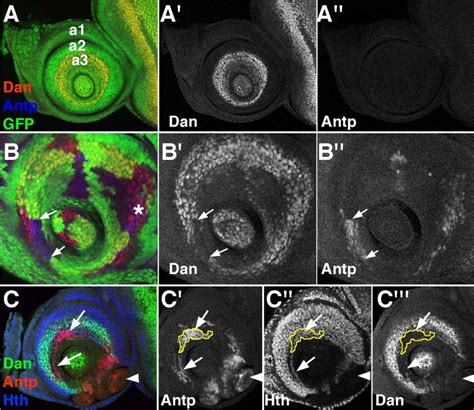 Additional Bs Affects Antennal Development By Means Of Spatially