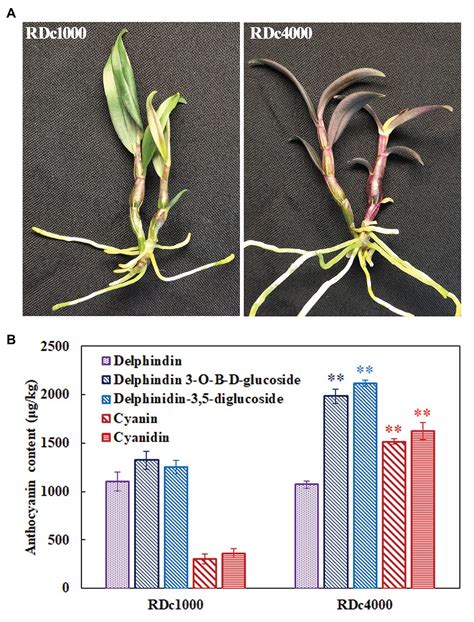 Frontiers The Light Induced Wd40 Repeat Transcription Factor Dcttg1