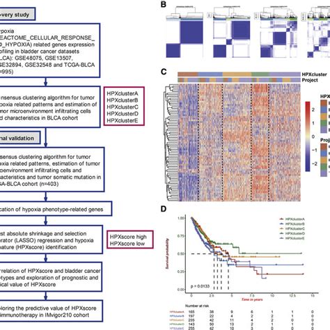 Consensus Clustering Of Hypoxia Response Related Genes In Bladder