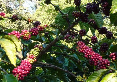 Giá Cà Phê Hôm Nay 3 12 Robusta Và Arabica đều Có Xu Hướng Giảm