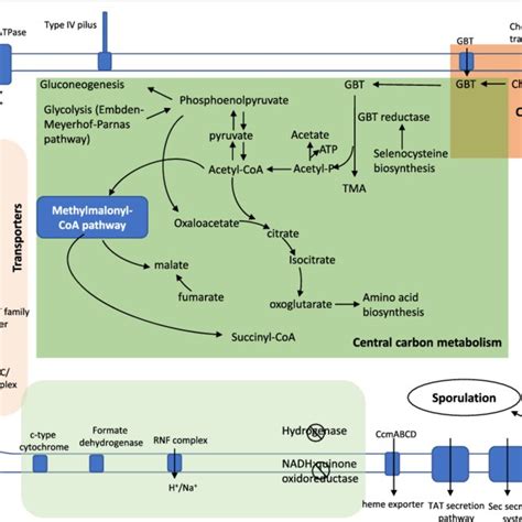 An Overview Of Metabolic Reconstruction Of The Key Metabolism In