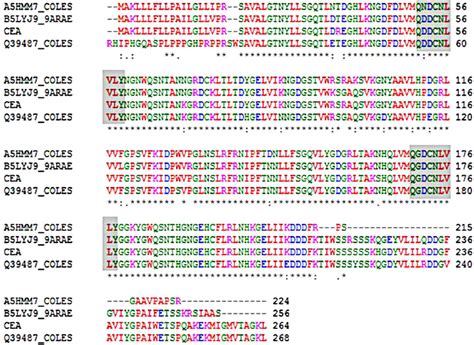 multiple alignment clustalw of the deduced amino acid sequence of cea