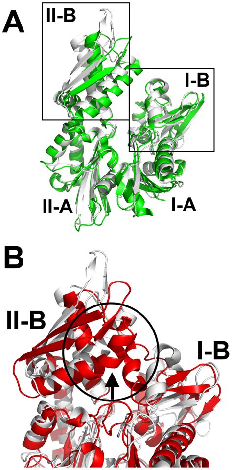 Comparison Of The Open And Closed Conformations Of Hsp70 Dnak