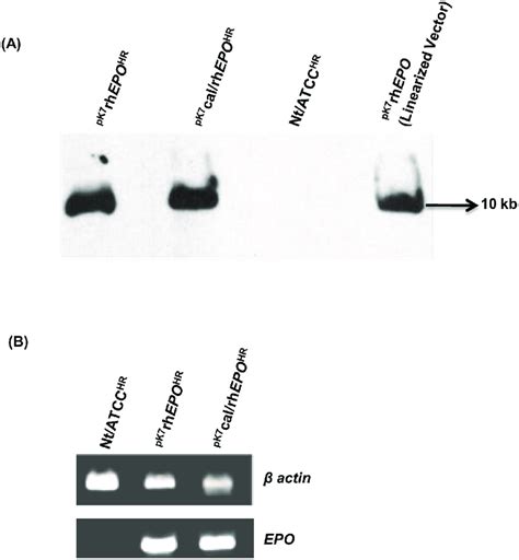 Genomic Dna And Transcript Analysis Of Hairy Root Cultures A