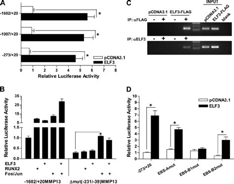 Elf3 Binds To The Proximal Mmp13 Promoter And Transactivates Mmp13 Via