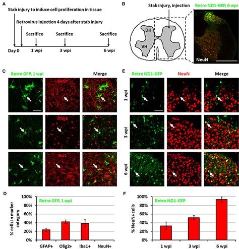 Motor Neuron Slide Labeled Glial Cells
