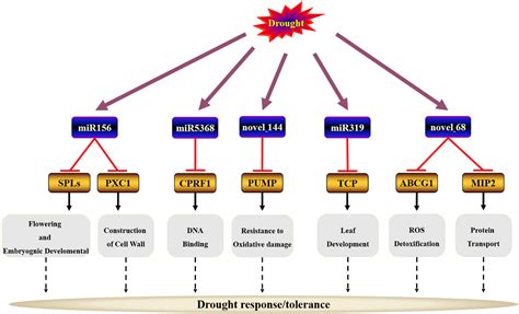 Identification Of Novel Drought Responsive Mirna Regulatory Network Of